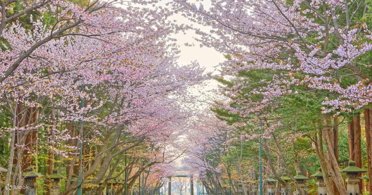 홋카이도 오타루 삿포로 조인 일일 버스 투어 클룩 Klook 한국